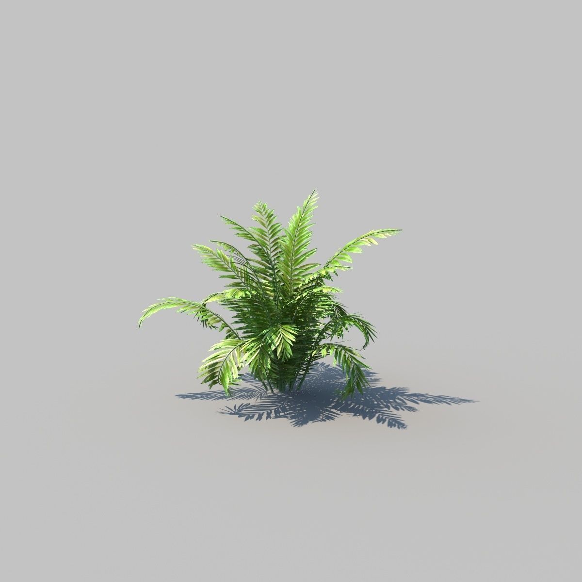 Fish Tail Fern With Animation 3D model animated | CGTrader
