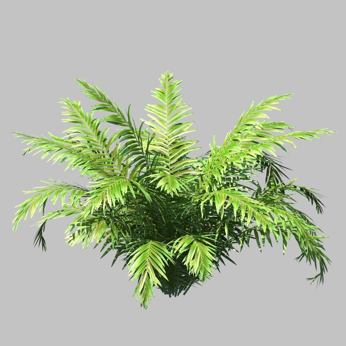 Fish Tail Fern With Animation 3D model animated | CGTrader