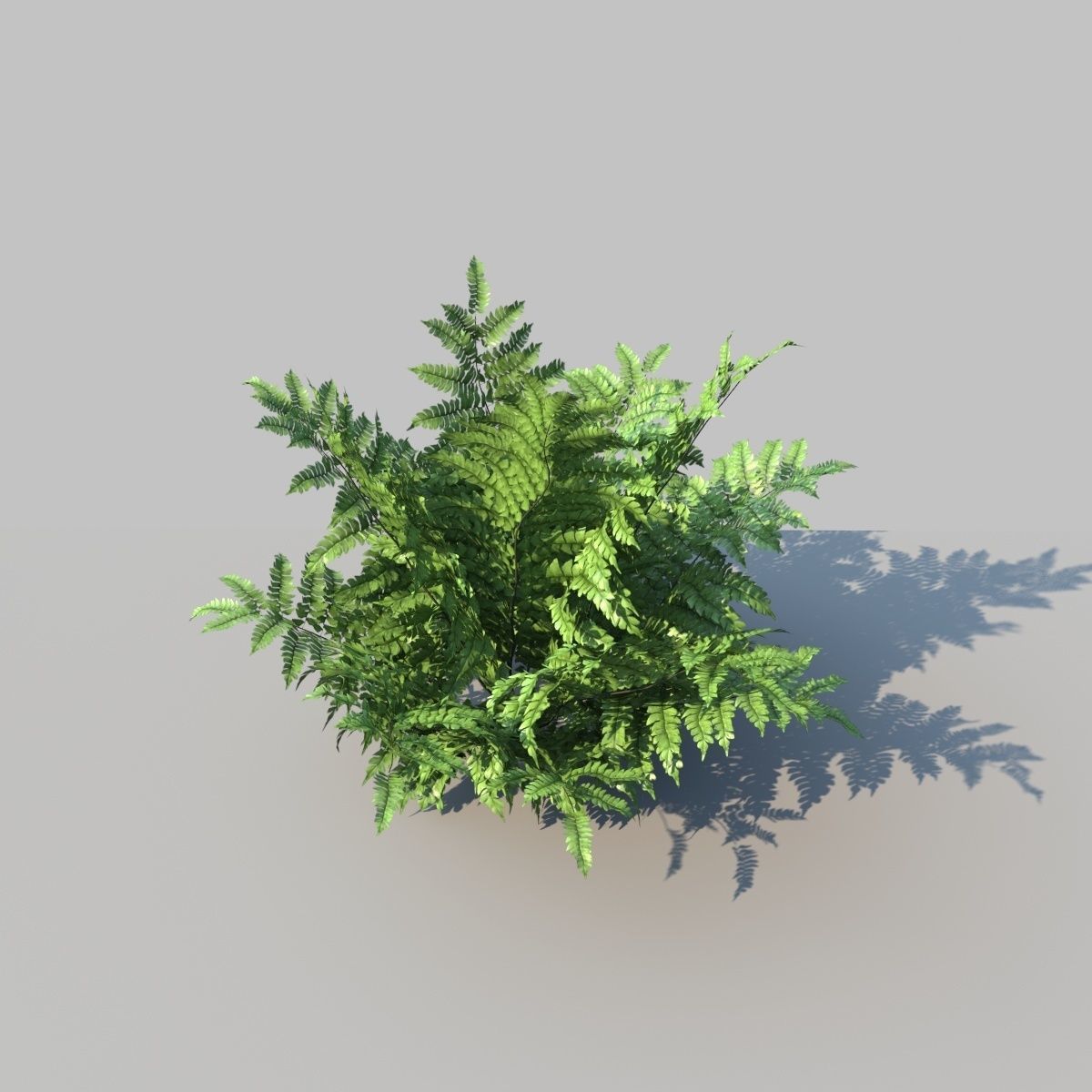 Leather Fern With Animation 3D model animated | CGTrader