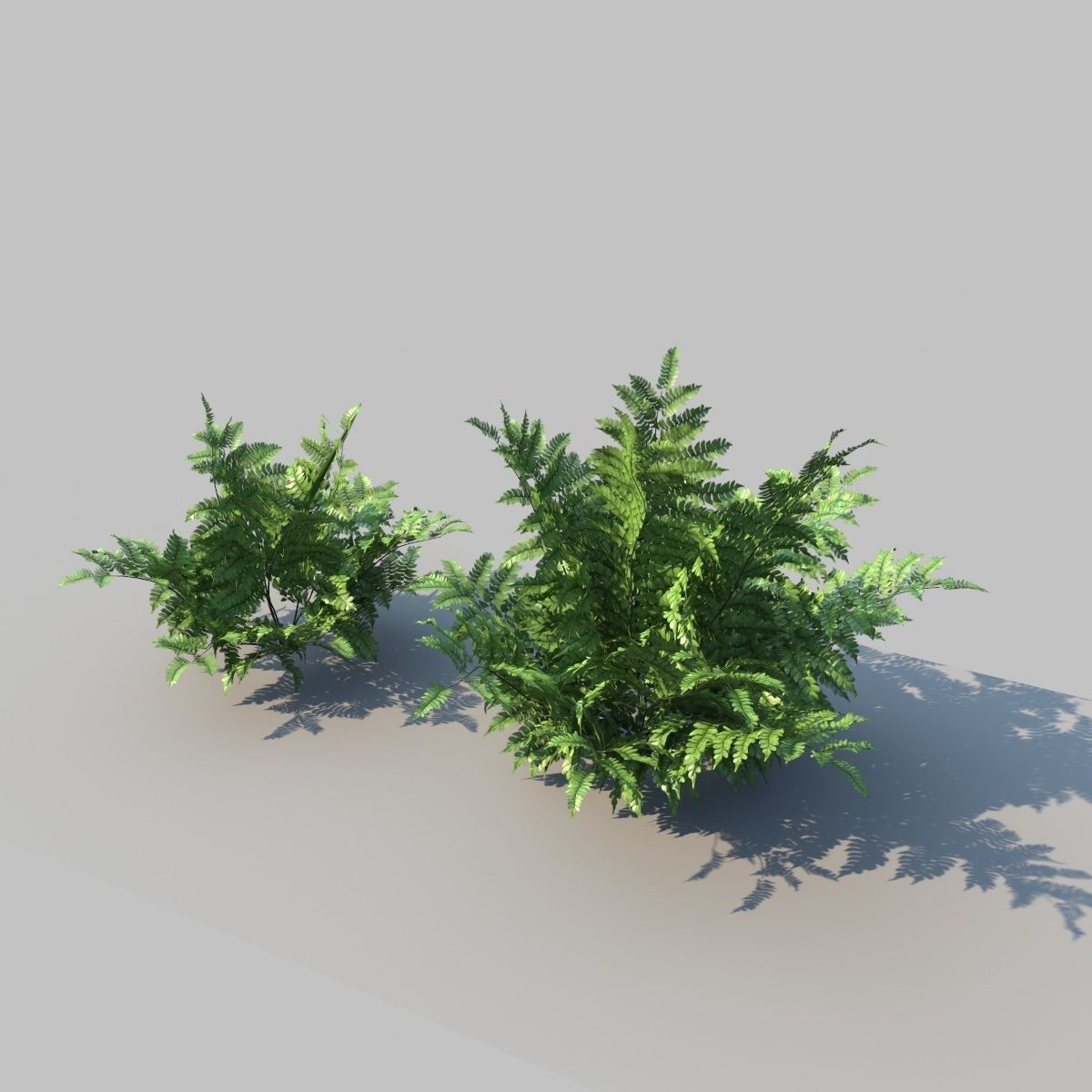 Leather Fern With Animation 3D model animated | CGTrader