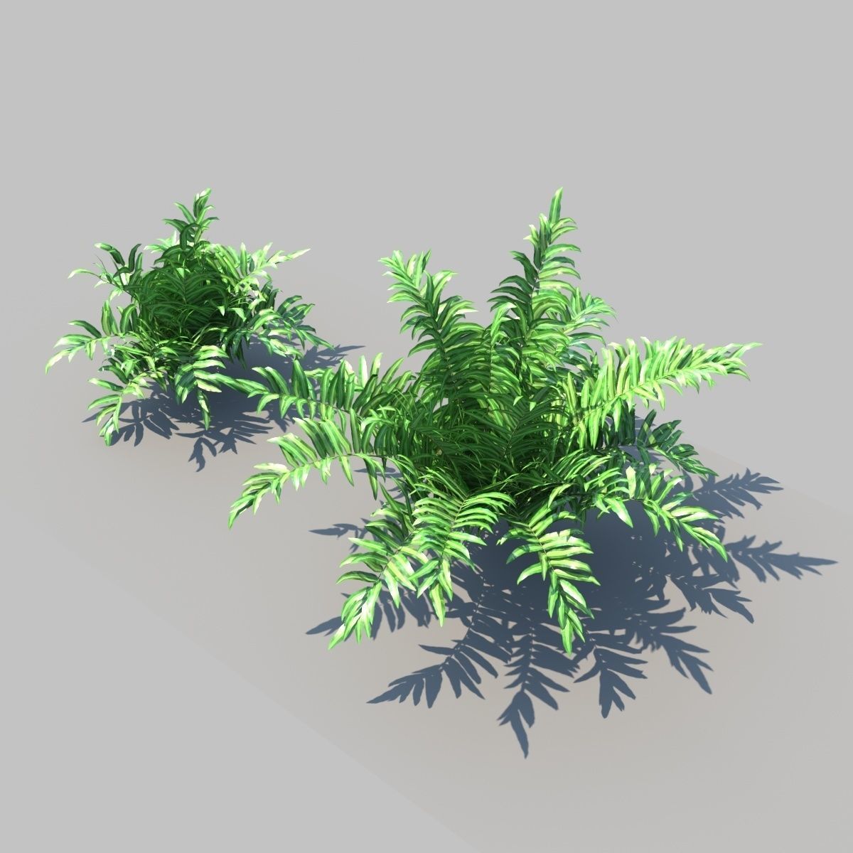 Pteris Fern With Animation 3D model animated | CGTrader