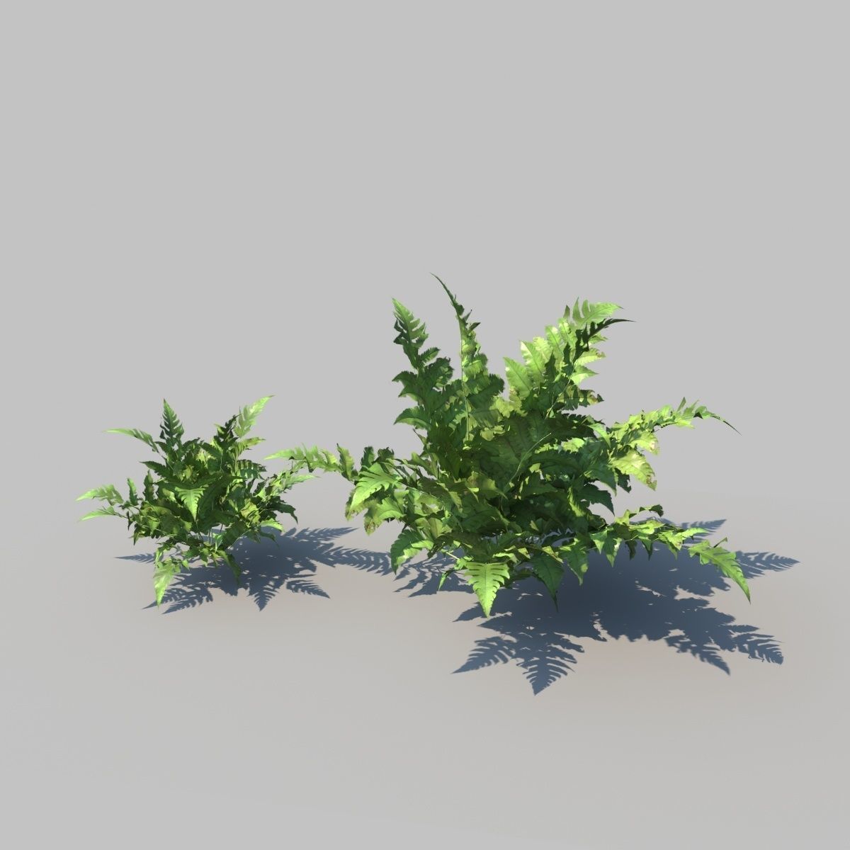 Vegetable Fern A With Animation 3D model animated | CGTrader