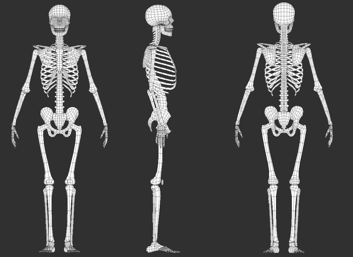 3D model Skeleton low poly and high poly 3D model VR / AR / low-poly ...