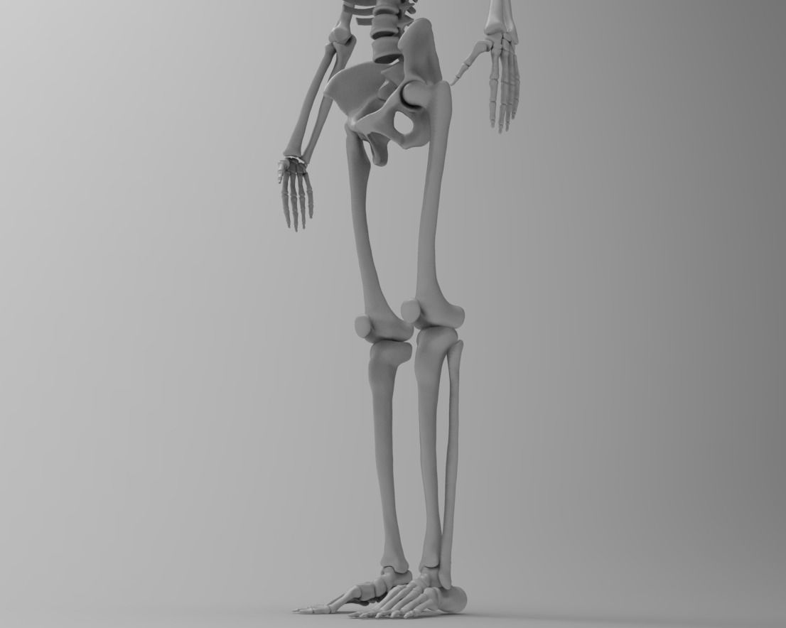 3D model Skeleton low poly and high poly 3D model VR / AR / low-poly ...