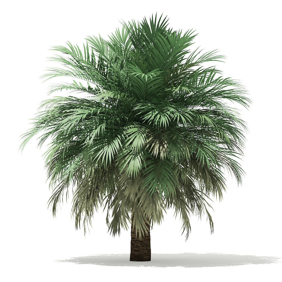 Silver Date Palm Tree 3D Model 10m 3D model | CGTrader