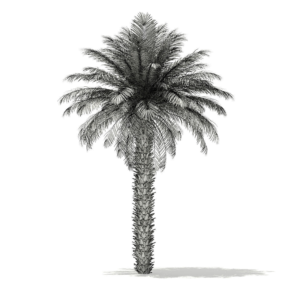 Date Palm Tree 3D Model 7m 3D model | CGTrader
