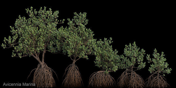 Grey Mangrove 3D model | CGTrader