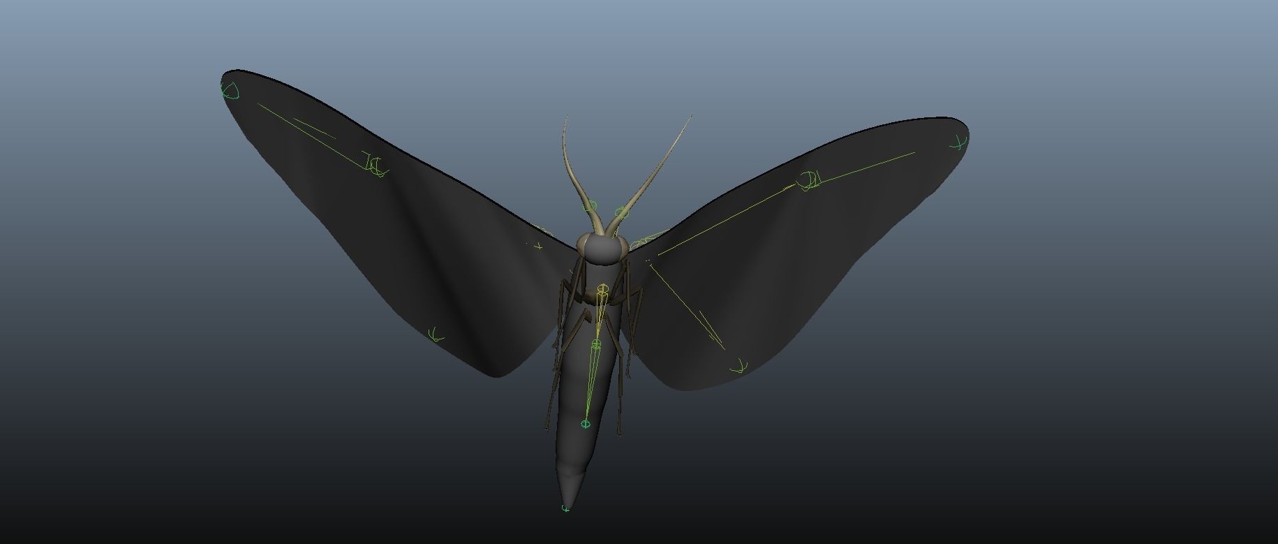 Moth Insect 3D model animated rigged | CGTrader