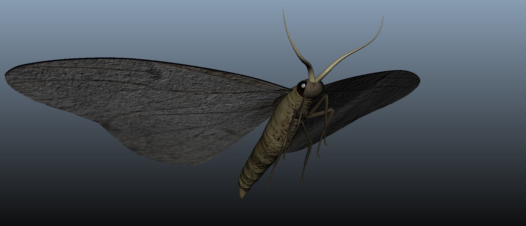 Moth Insect 3D model animated rigged | CGTrader