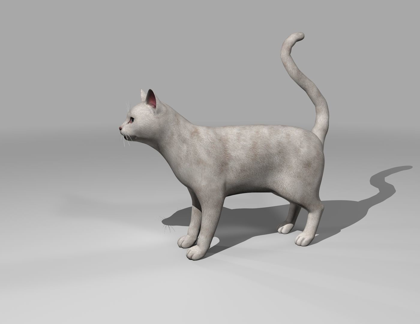 3D model White Cat Rigged VR / AR / low-poly | CGTrader