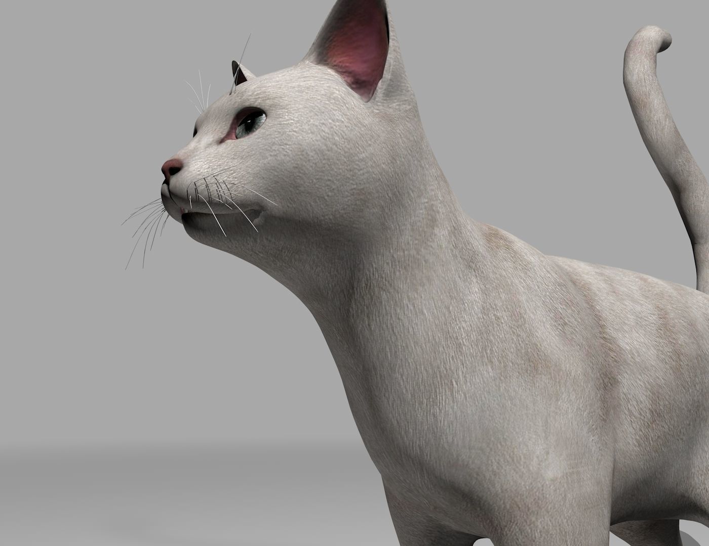 3D model White Cat Rigged VR / AR / low-poly | CGTrader