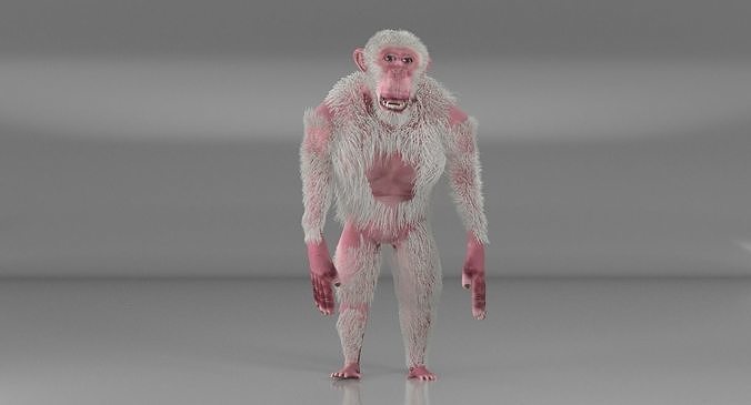 Albino Chimpanzee