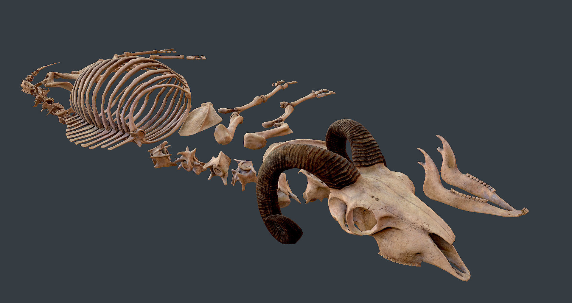 3D model Sheep skeleton VR / AR / low-poly | CGTrader