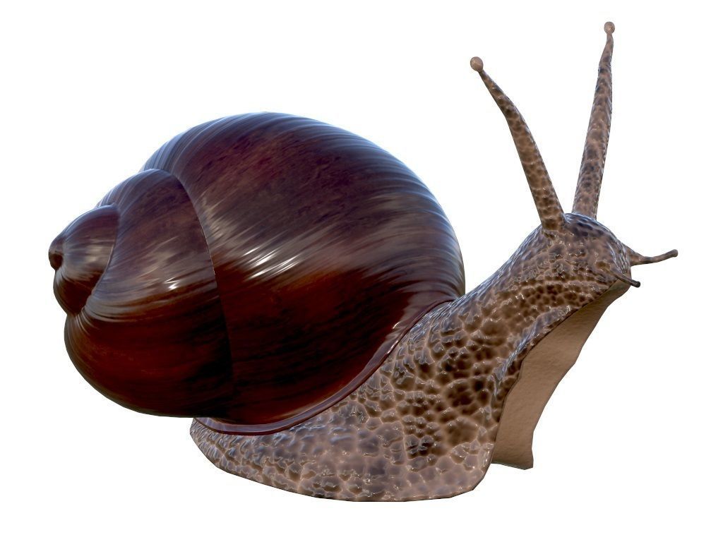 snail 3D model | CGTrader