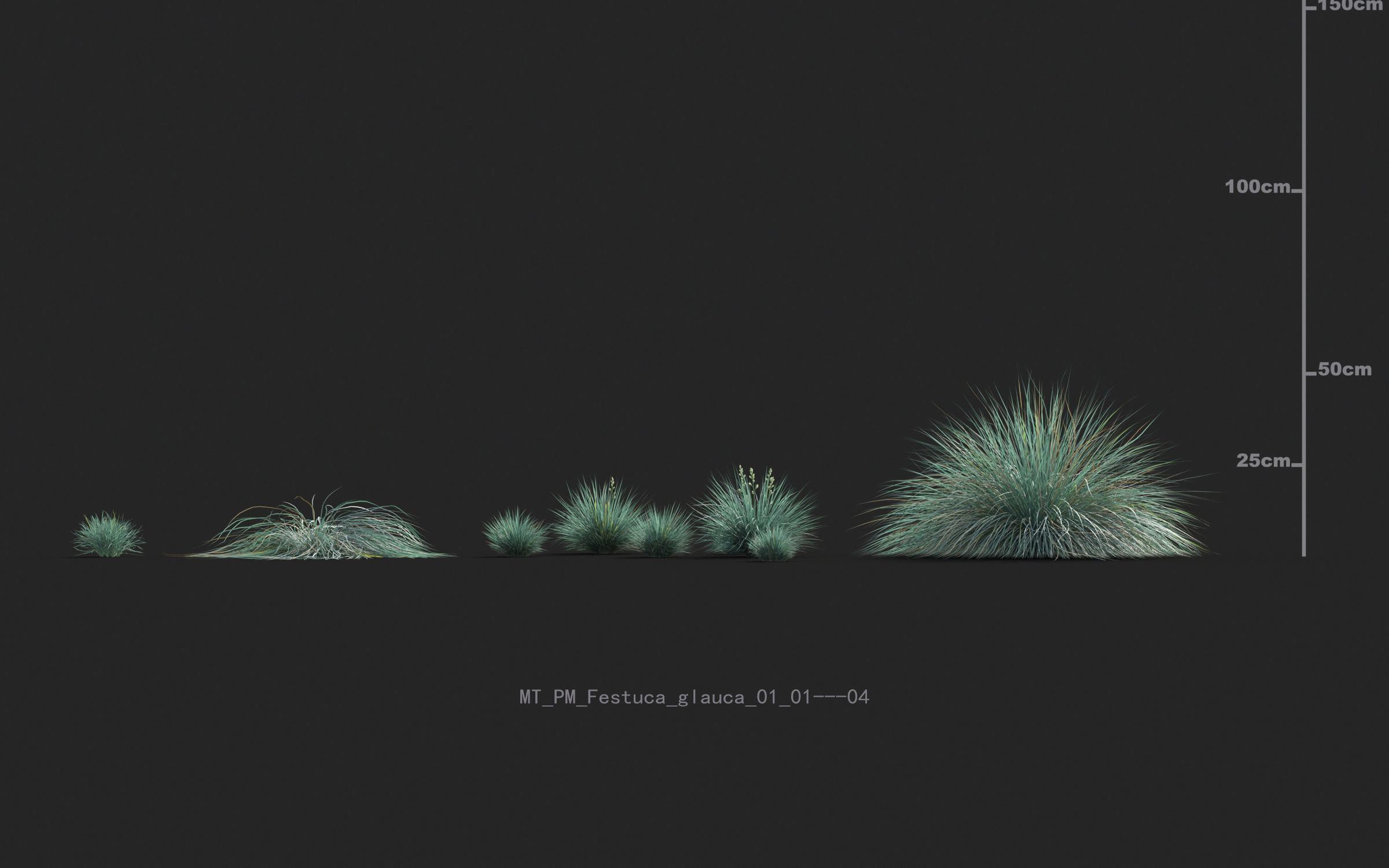 Miscanthus grass collection - Include GrowFX and Mesh file 3D model ...