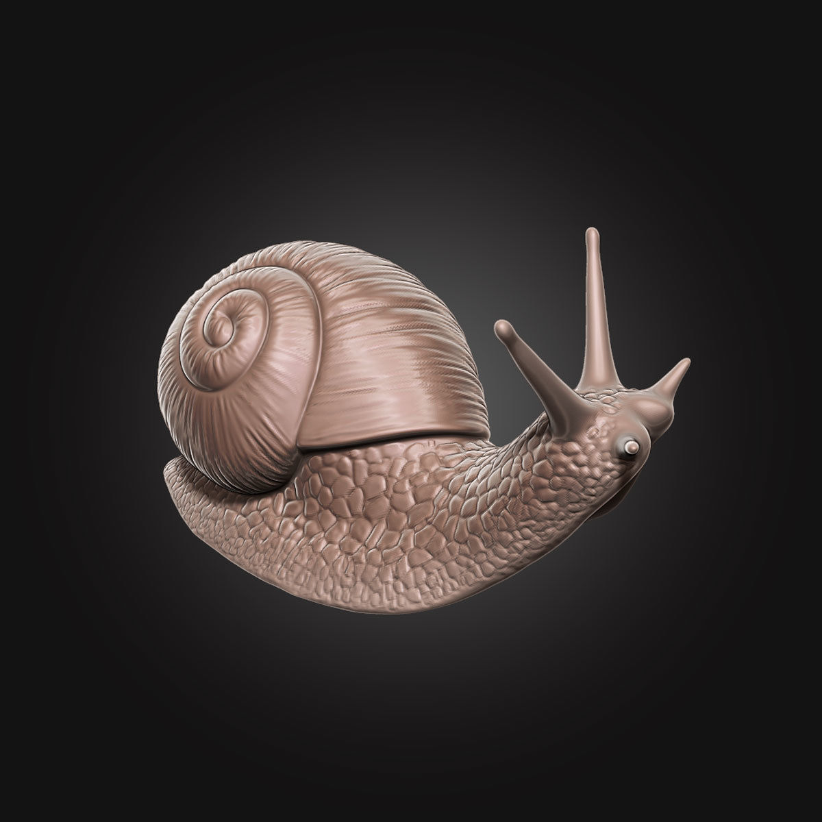 Snail 3D printable model | CGTrader