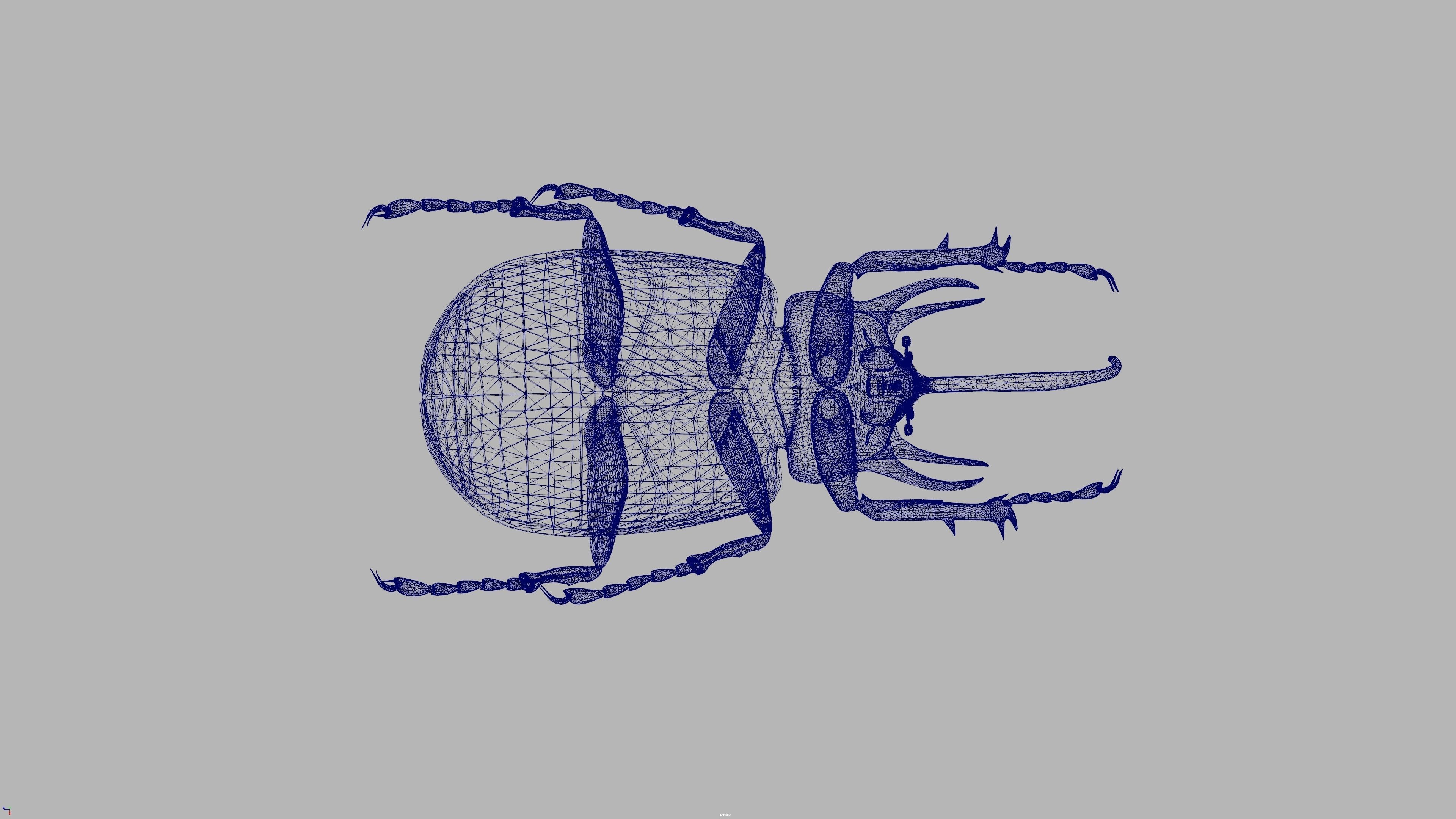 beetle 3D model | CGTrader