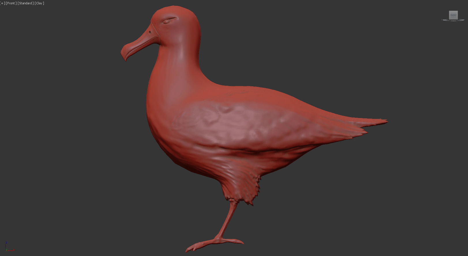 bird Albatross free 3D model | CGTrader