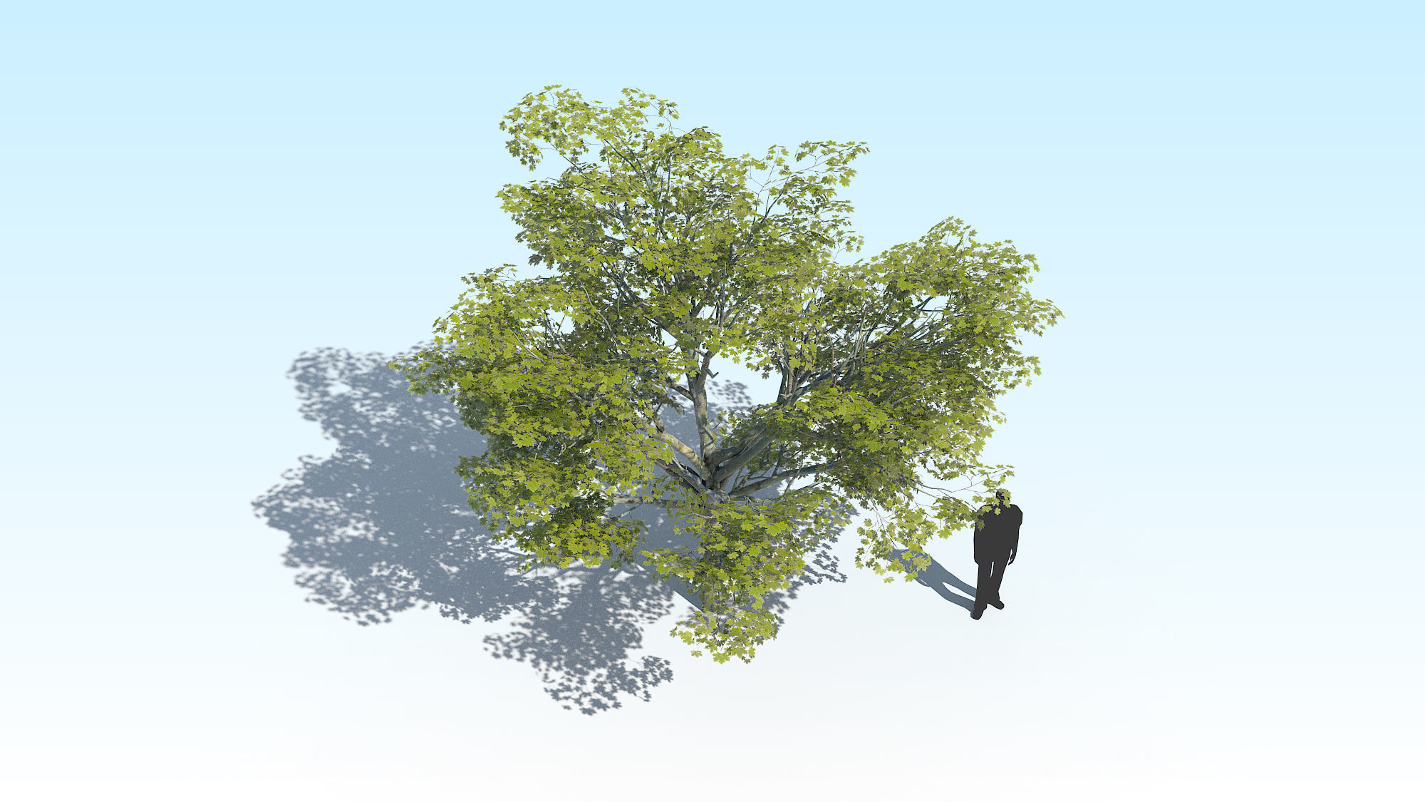 Maple Acer Tree 02 ArchViz 3D model | CGTrader