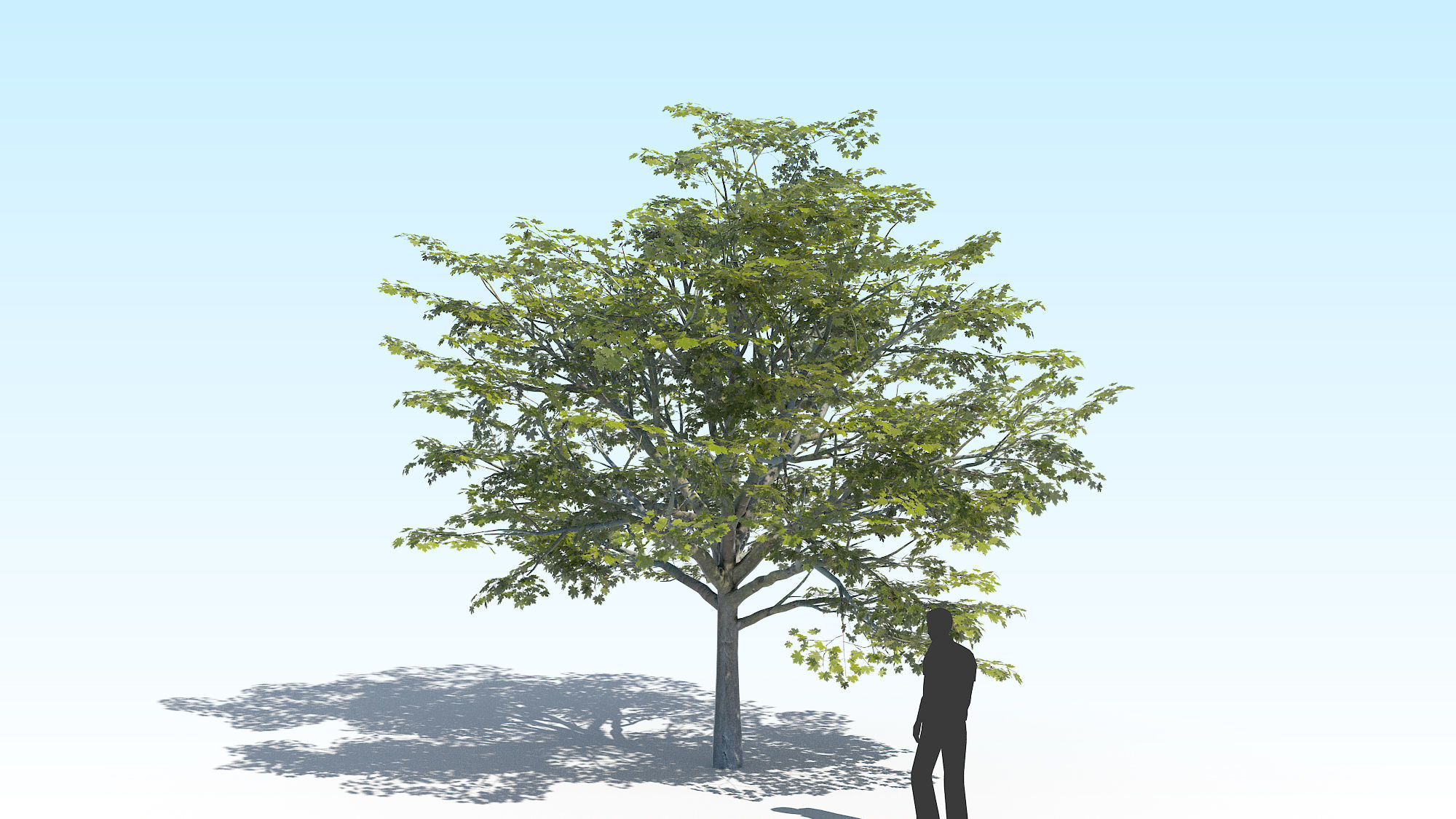 Maple Acer Tree 02 ArchViz 3D model | CGTrader