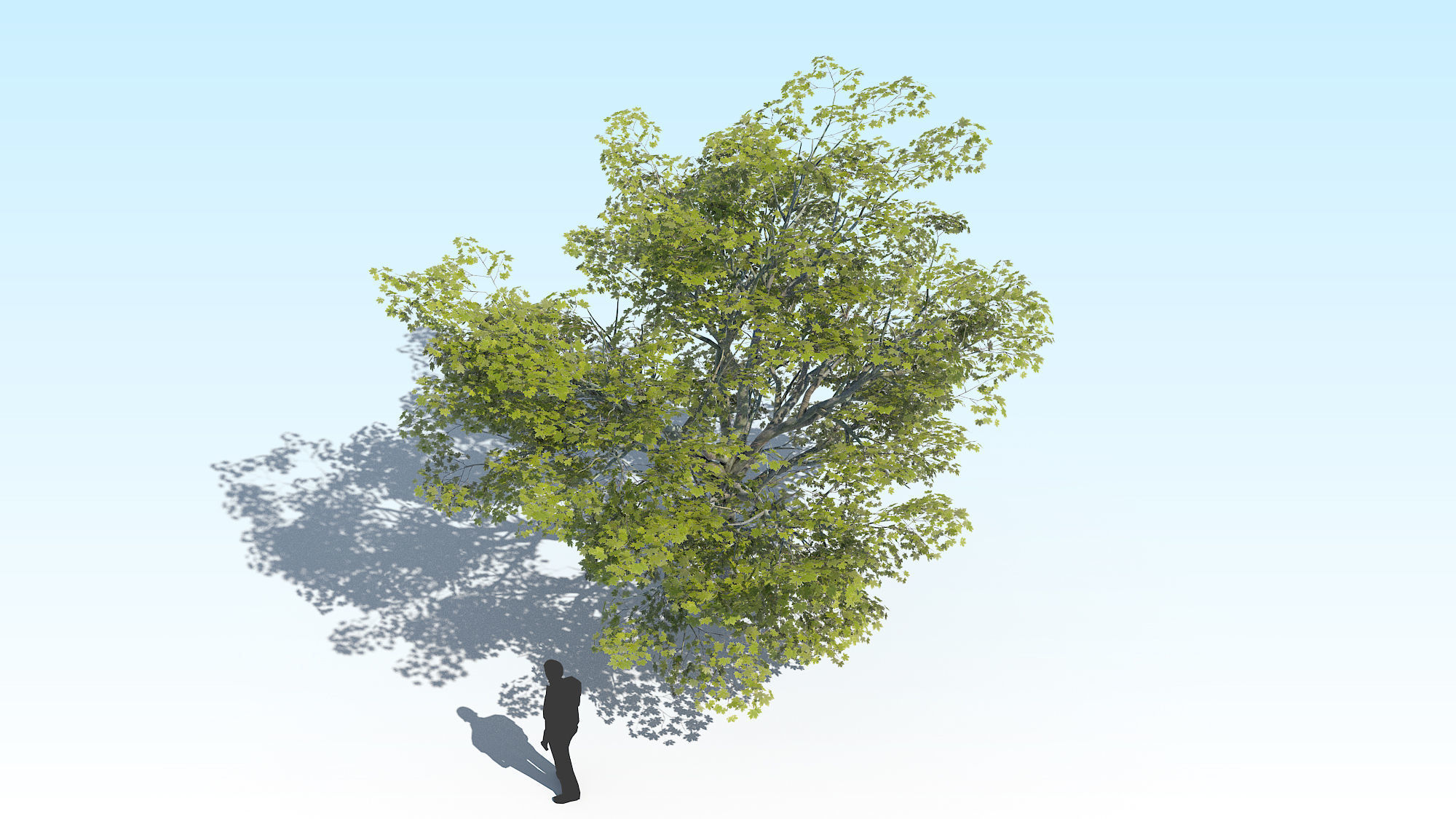 Maple Acer Tree 02 ArchViz 3D model | CGTrader