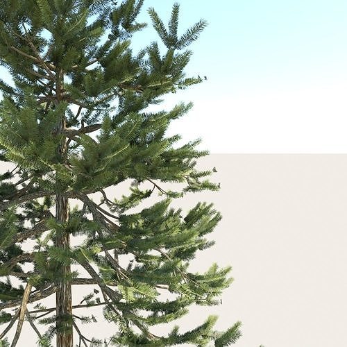 3D model Pine Tree VR / AR / low-poly | CGTrader
