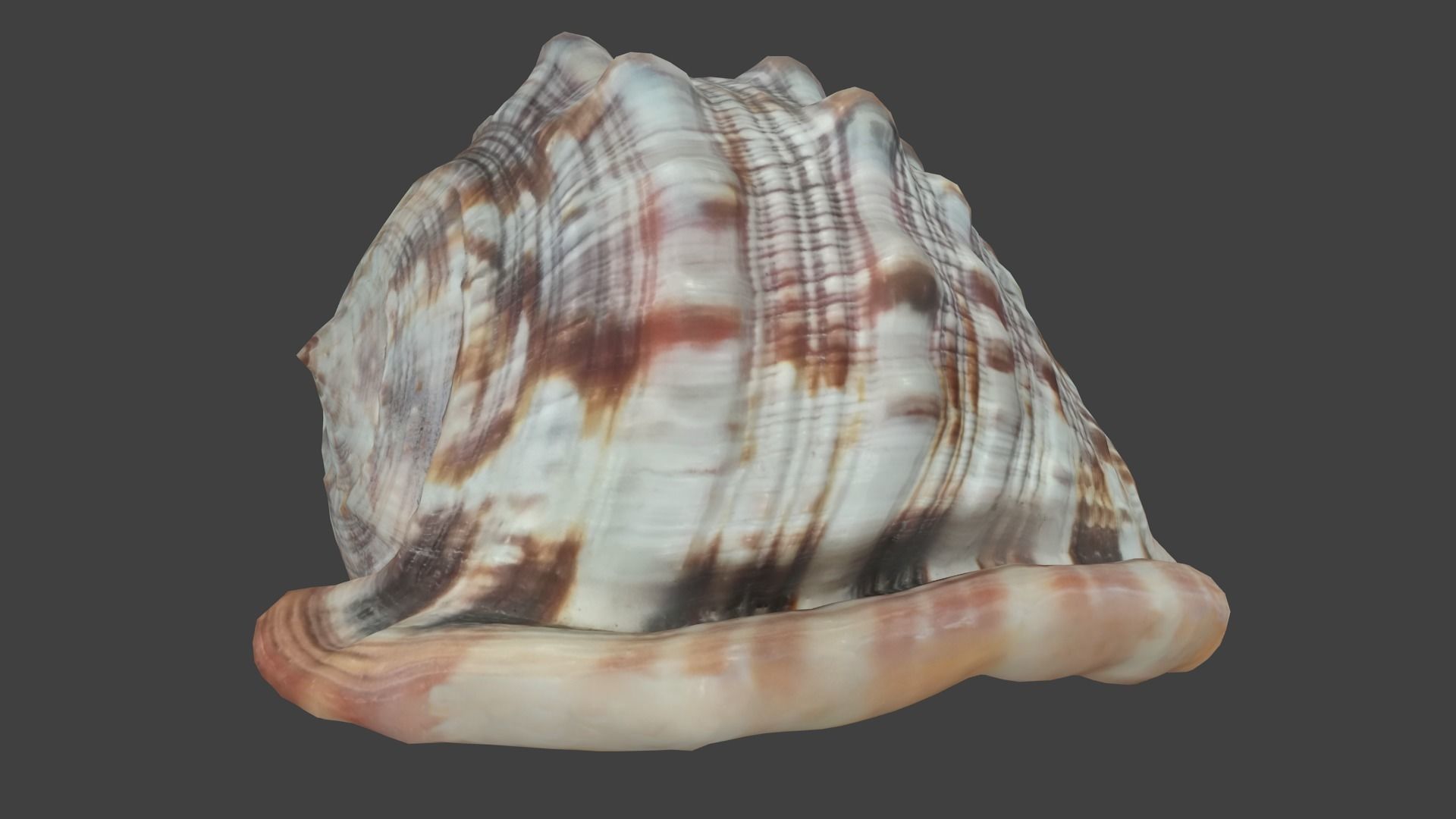 Bullmouth Seashell Photogrammetry 3D model | CGTrader