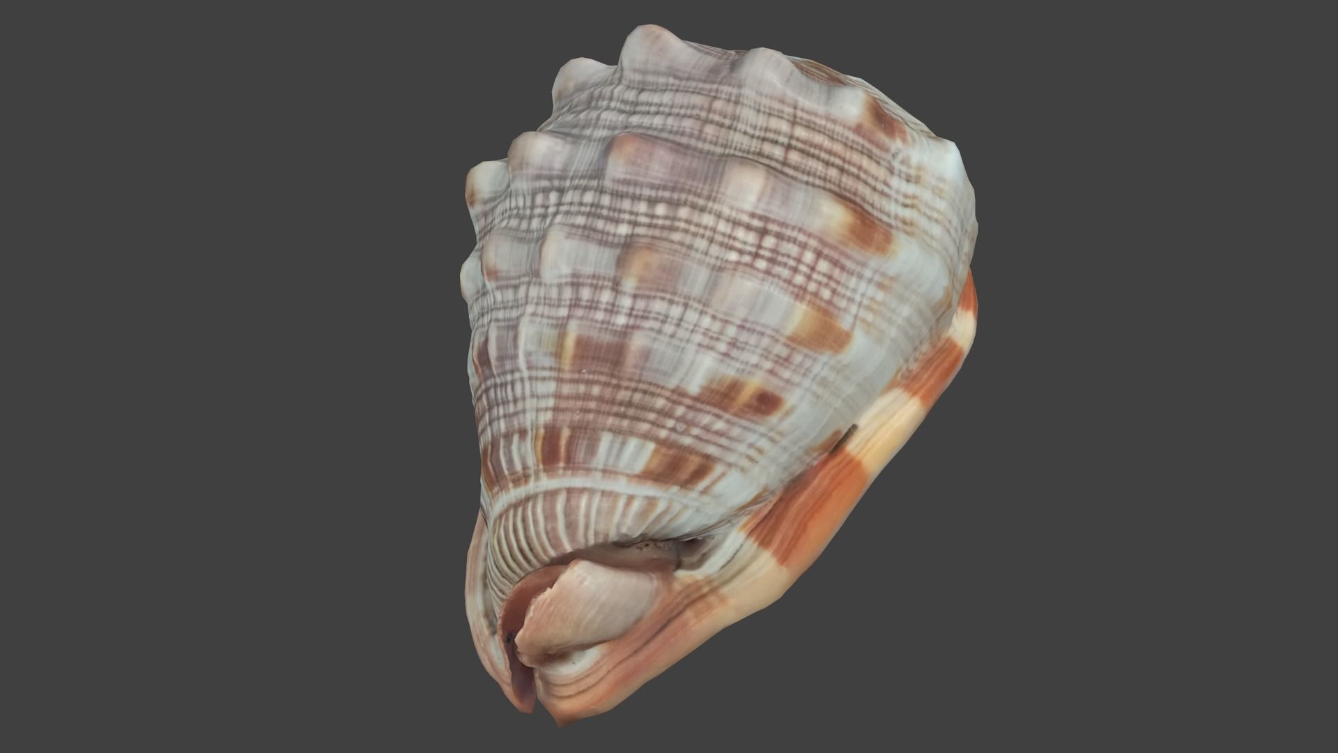 Bullmouth Seashell Photogrammetry 3D model | CGTrader