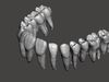 Maxillary human teeth full arch 3D model 3D printable | CGTrader