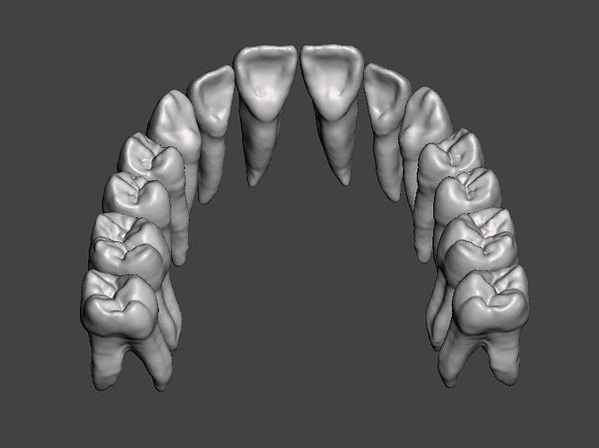 Maxillary human teeth full arch 3D model 3D printable | CGTrader