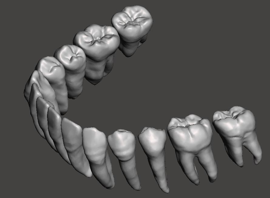 Mandibular real human teeth full arch 3D model 3D printable | CGTrader