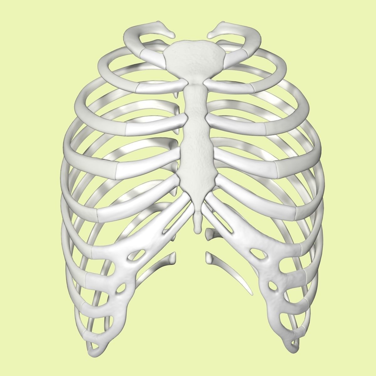 3D Rib cage model without texture 3D model | CGTrader