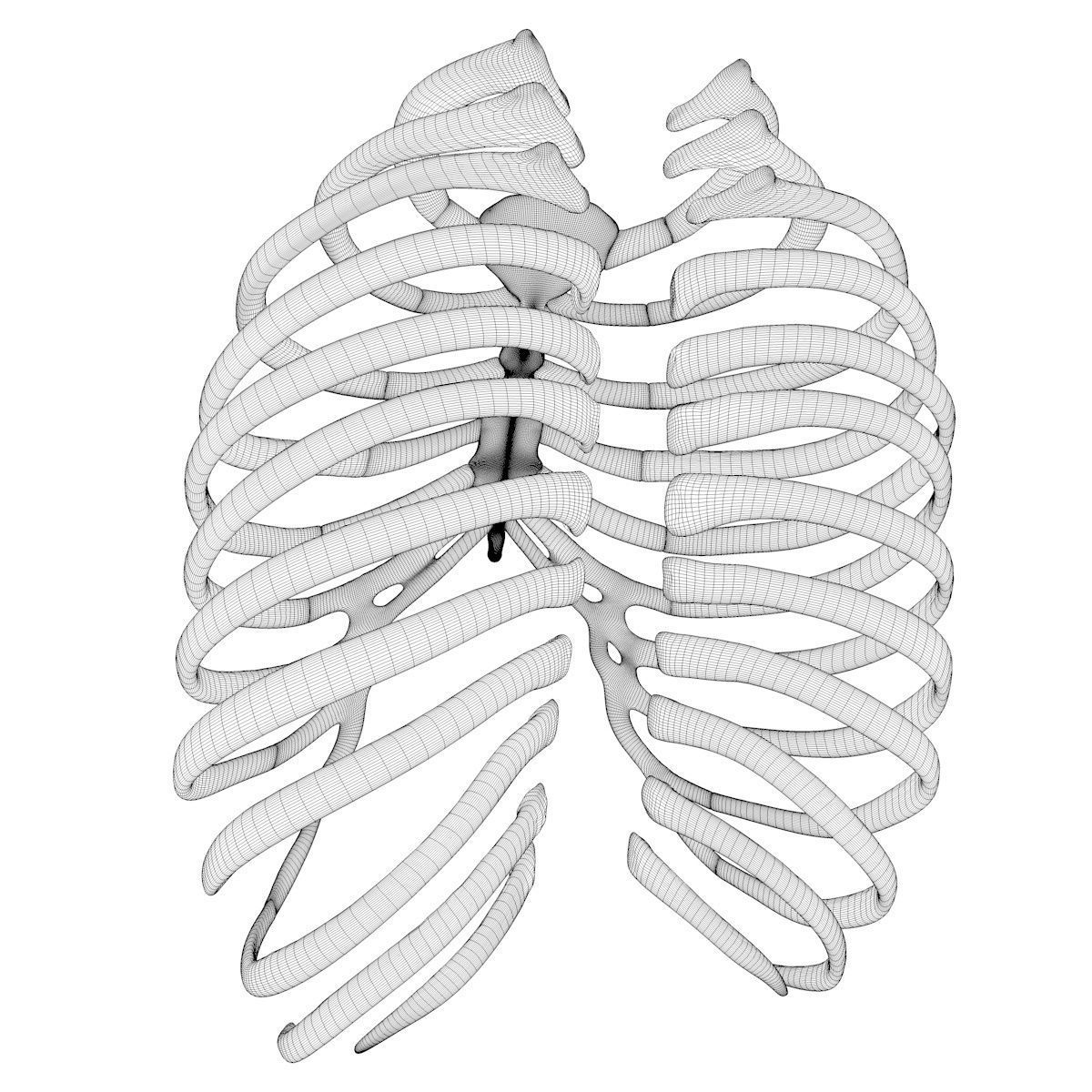 3D Rib cage model without texture 3D model | CGTrader