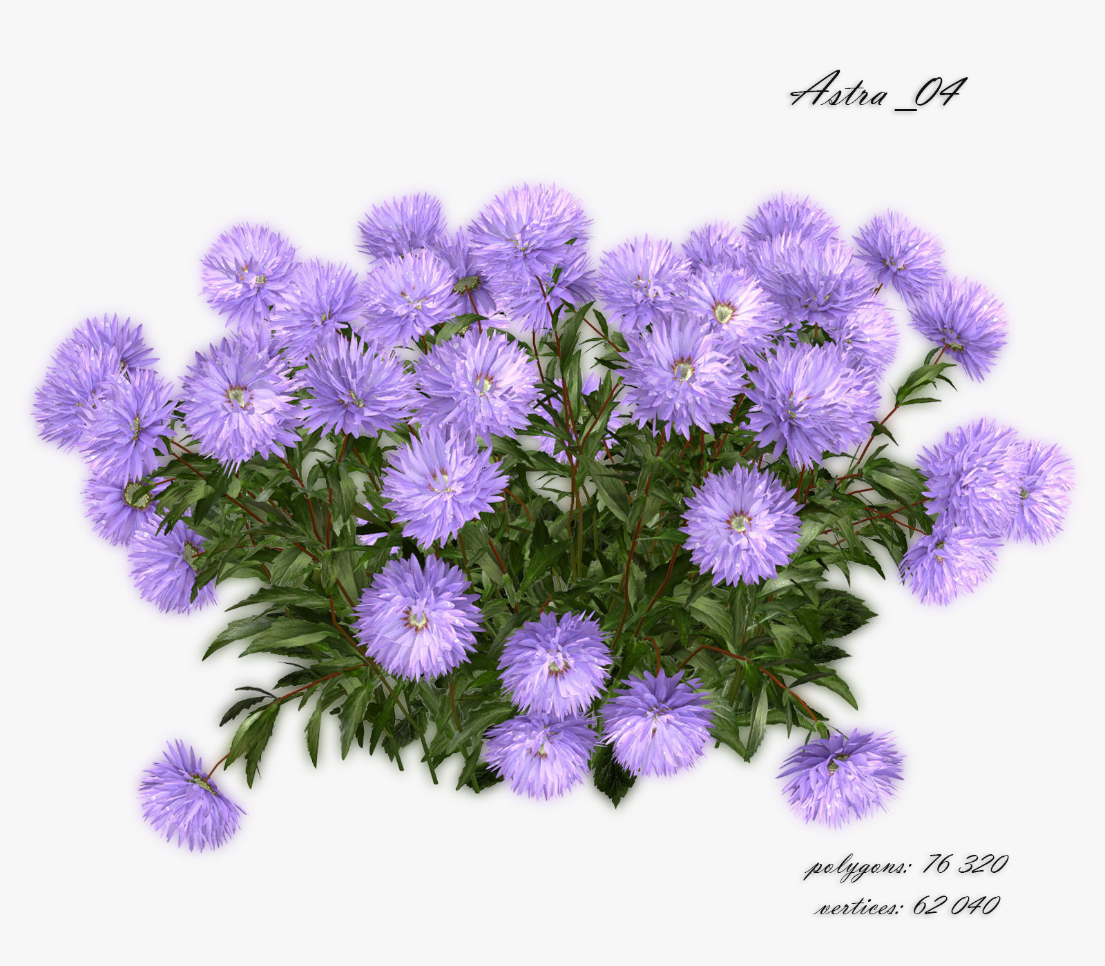 Flowers aster 3D model 3D model | CGTrader