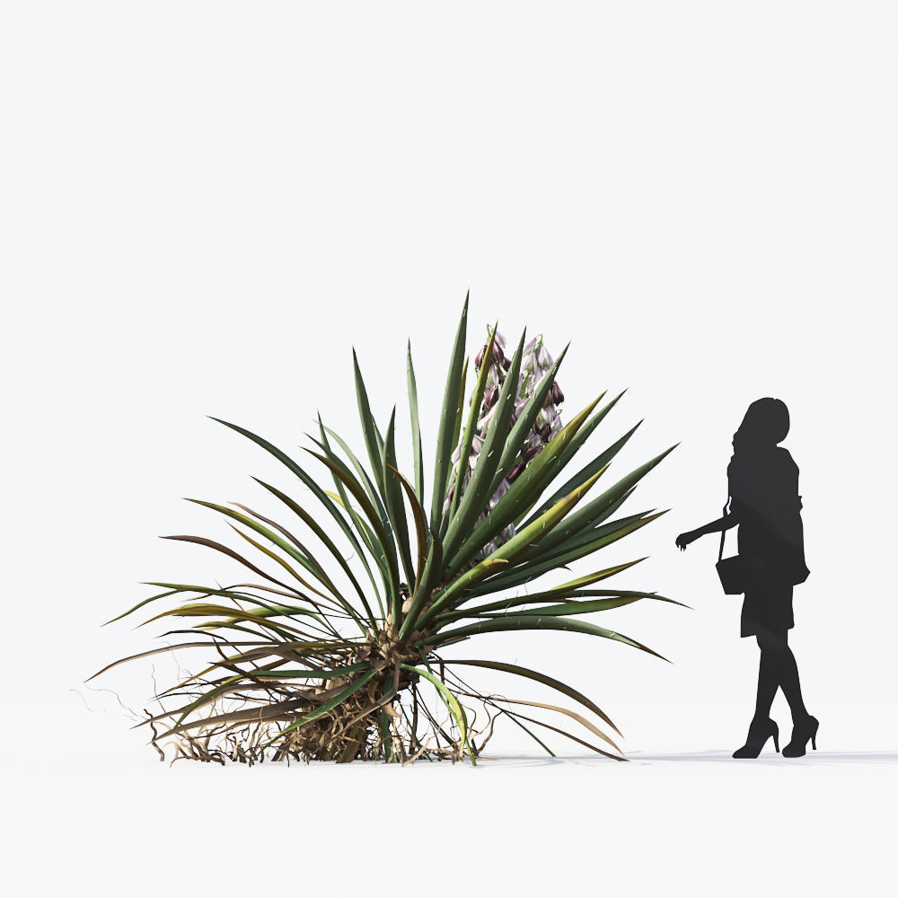 Tropical desert plant collection 3D model | CGTrader