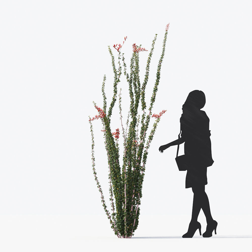 Tropical desert plant collection 3D model | CGTrader