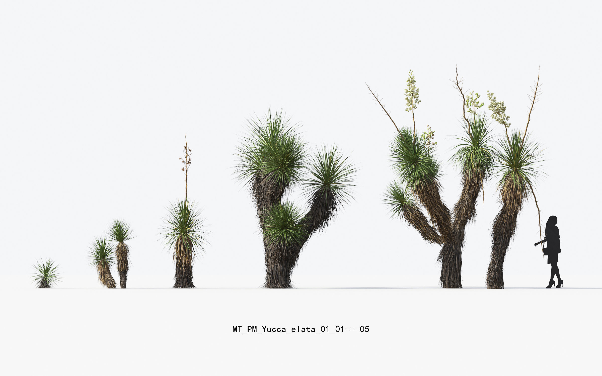 Tropical desert plant collection 3D model | CGTrader