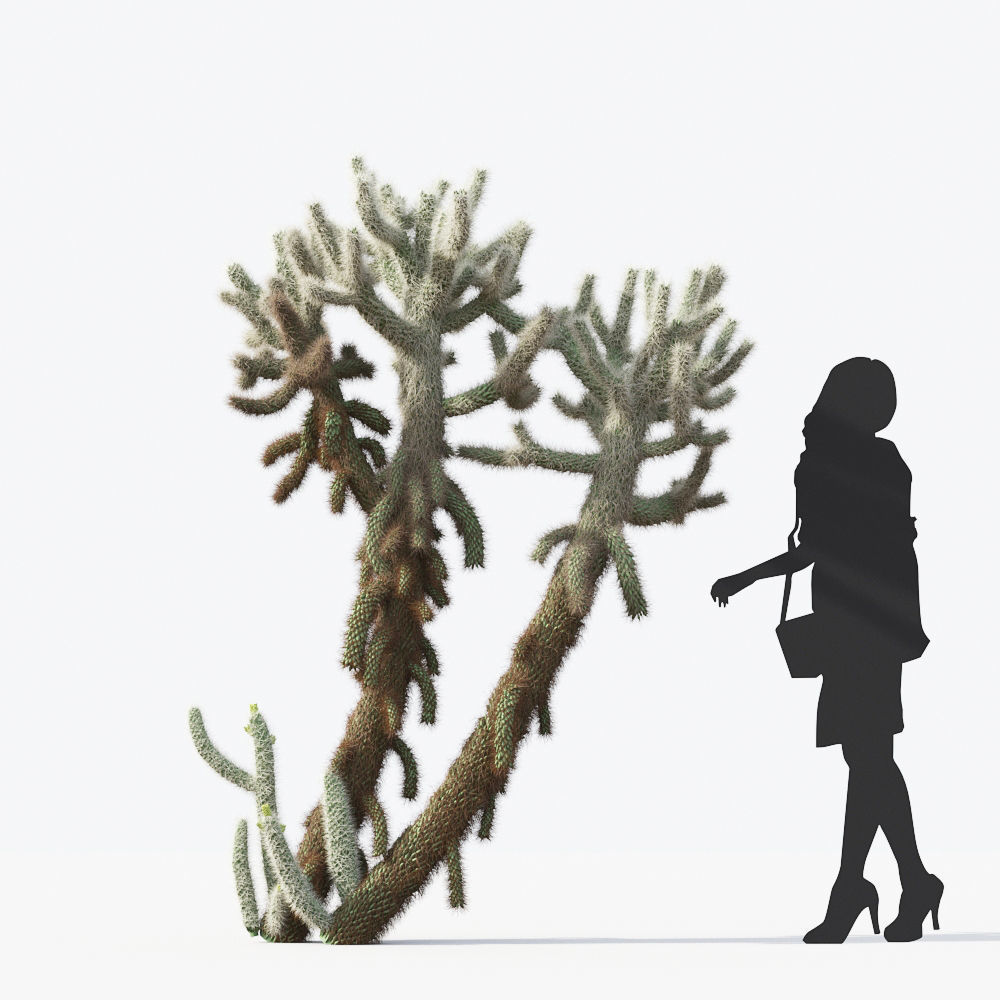 Tropical desert plant collection 3D model | CGTrader