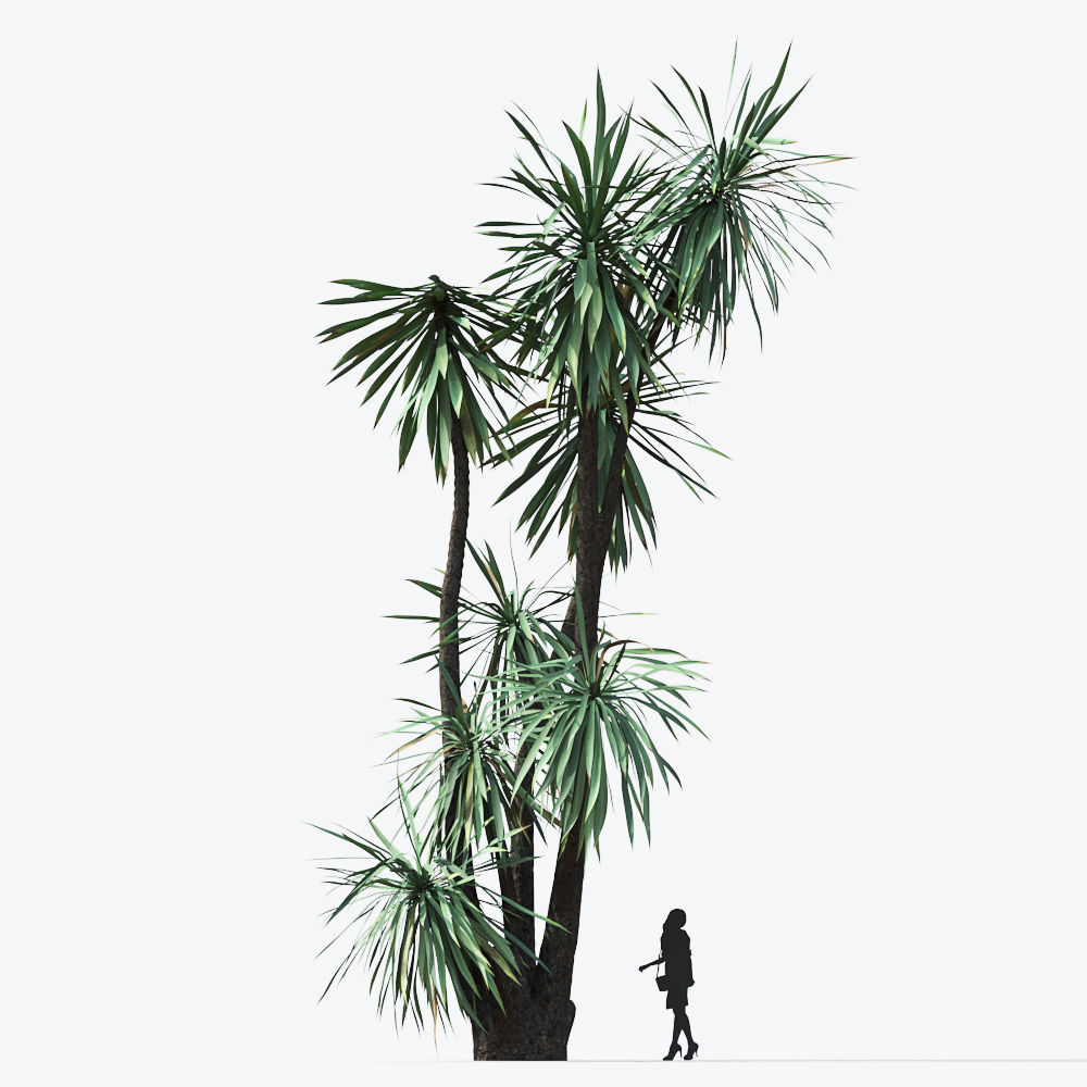 Tropical desert plant collection 3D model | CGTrader