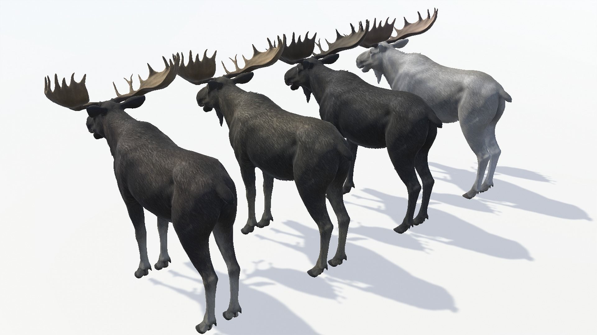 3D model MOOSE FAMILY VR / AR / low-poly rigged animated | CGTrader