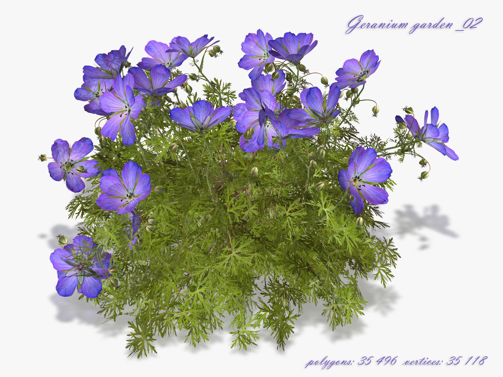 Flower Geranium garden 3D model | CGTrader