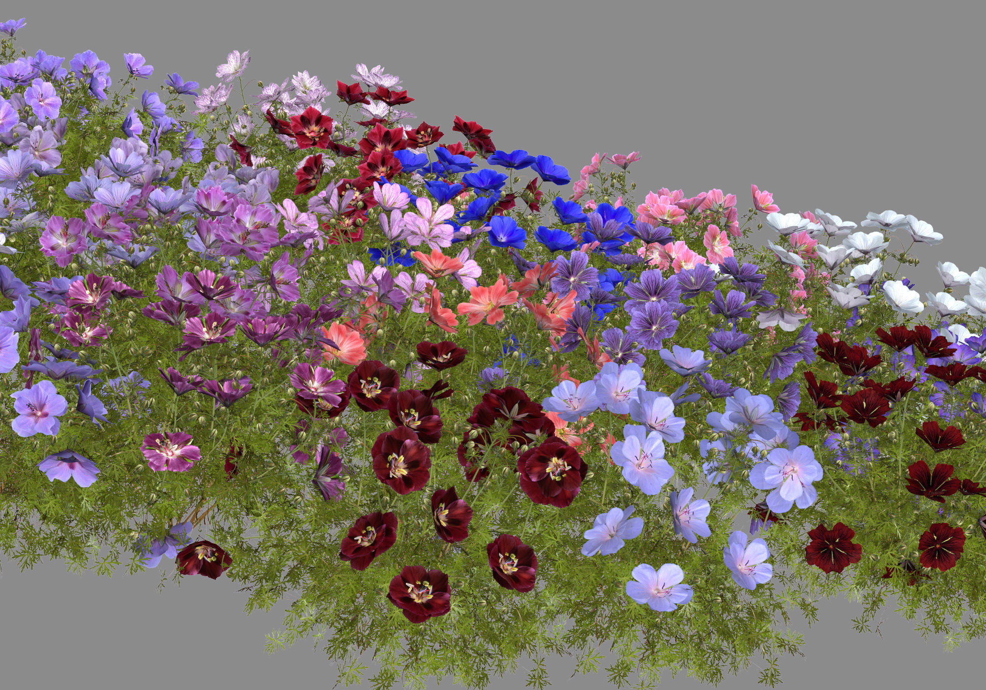 Flower Geranium garden 3D model | CGTrader