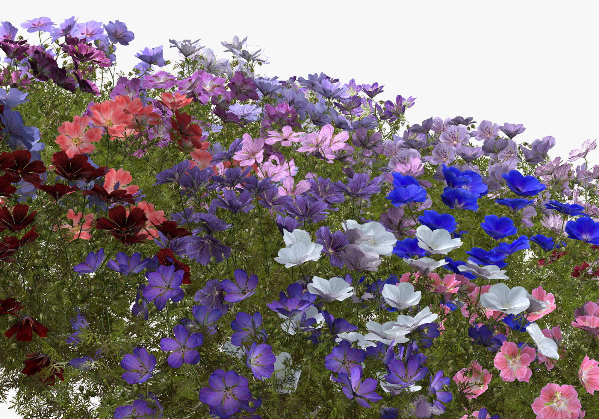 Flower Geranium garden 3D model | CGTrader
