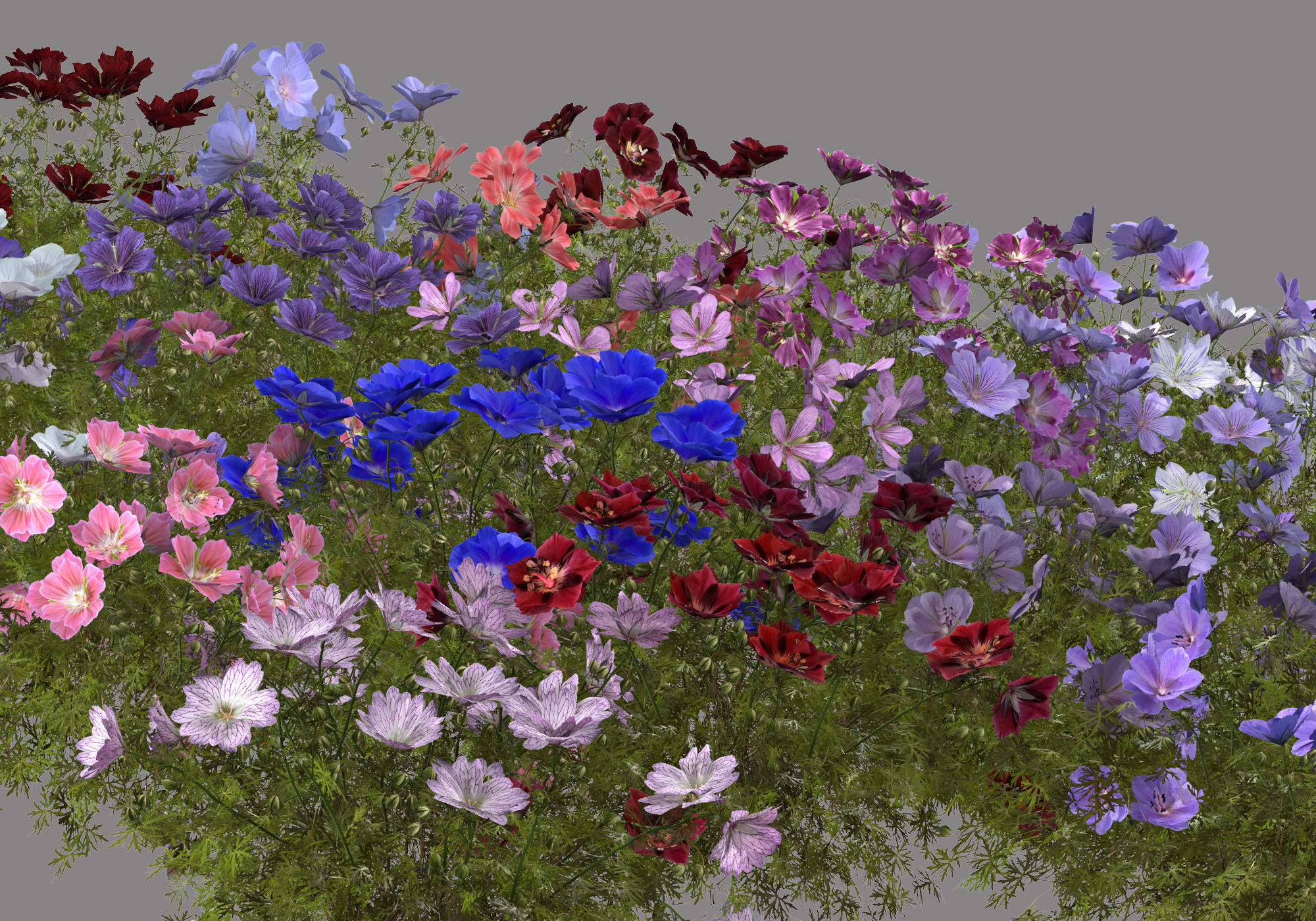 Flower Geranium garden 3D model | CGTrader