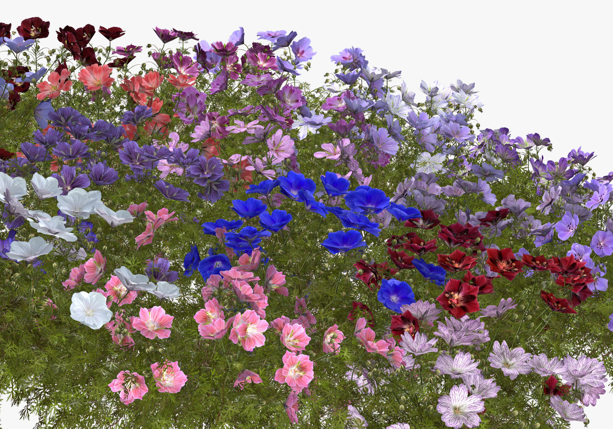 Flower Geranium garden 3D model | CGTrader
