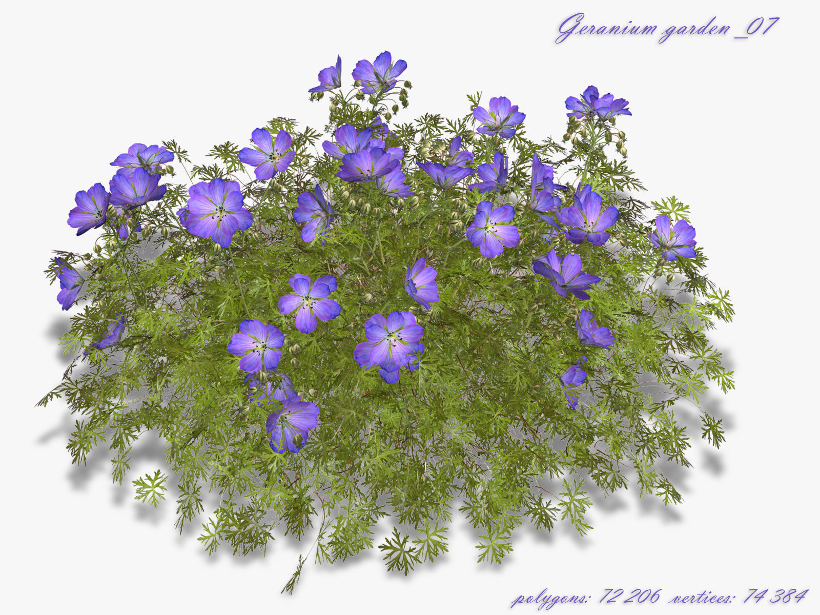 Flower Geranium garden 3D model | CGTrader