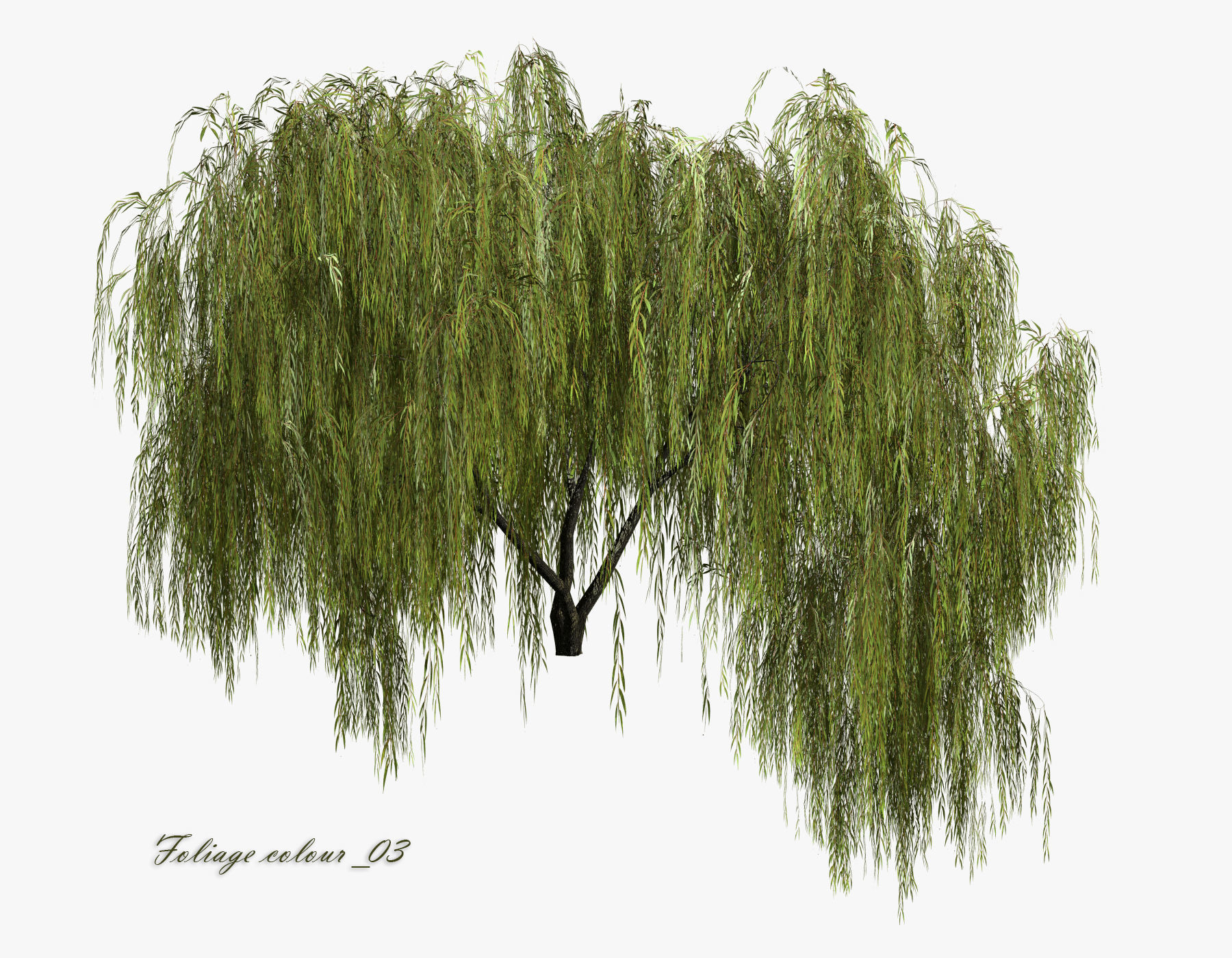 Set Tree Willow 3D model | CGTrader