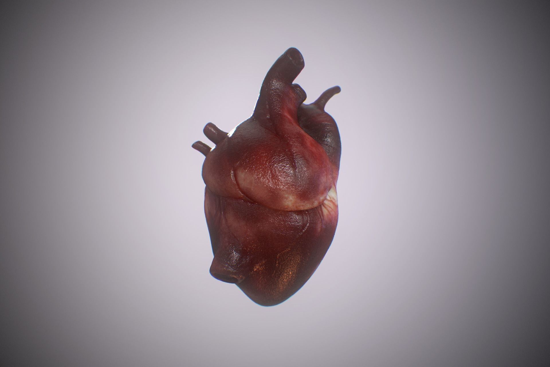 Heart Realistic Production - Animated Blendshapes 3D model animated ...