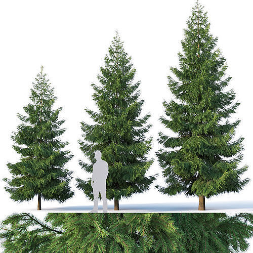 Spruce Nr 3 Three sizes H430-650cm - Modular branches 3D model | CGTrader