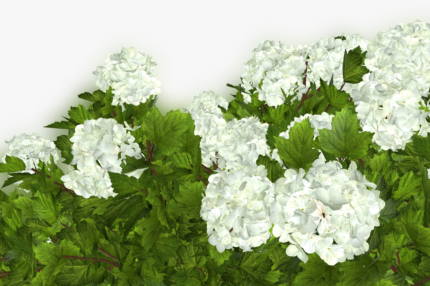 Viburnum Kalina Buldenezh 3D model | CGTrader